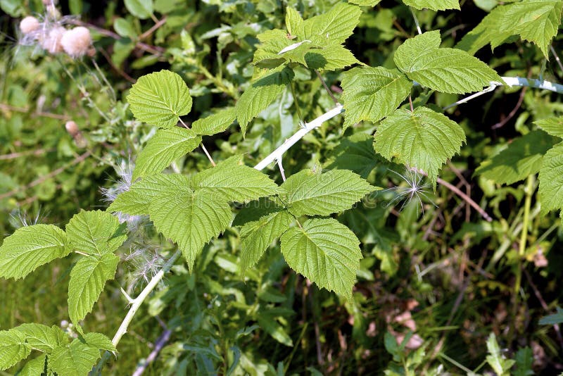 Black Raspberry 604720 stock photo. Image of caps, invasive - 204038864