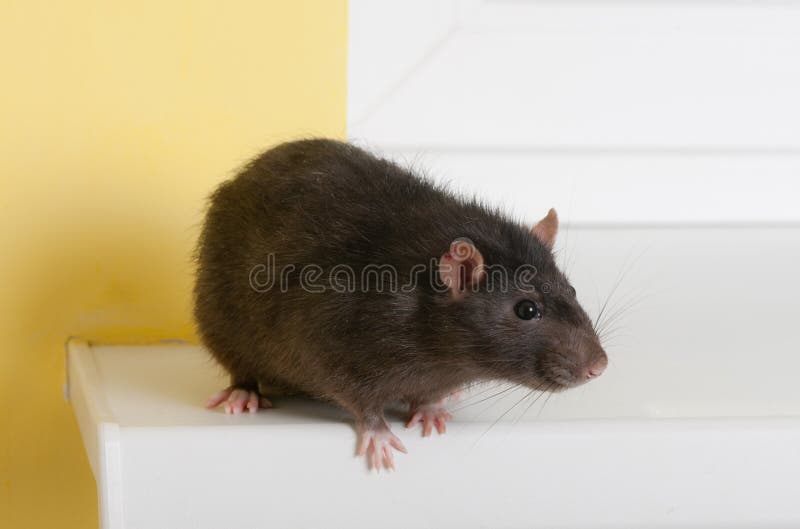 Black rat stock photo. Image of window, domestic, house - 23882912