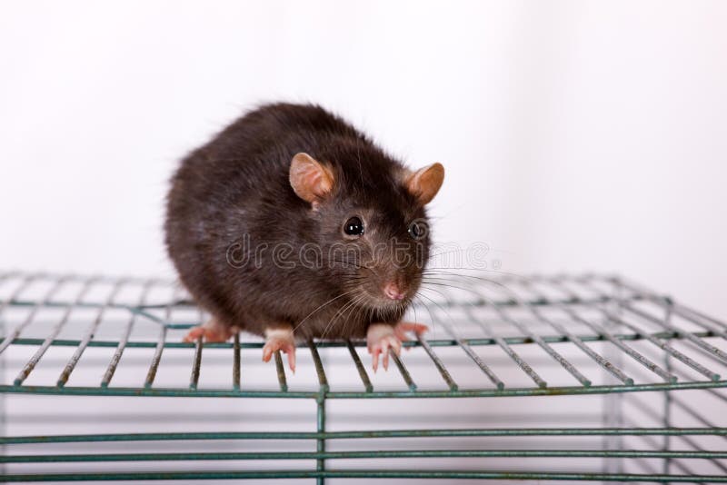 Black rat stock image. Image of white, cage, beauty, cute - 6186441