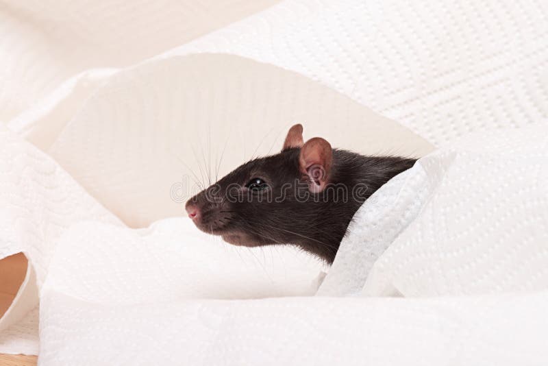 Black rat stock photo. Image of color, domestic, grey - 7046168