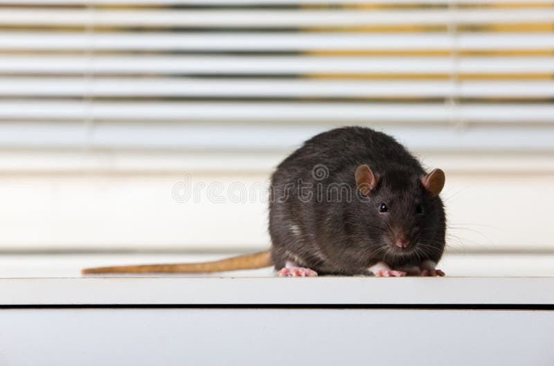 Black rat stock image. Image of white, cage, beauty, cute - 6186441