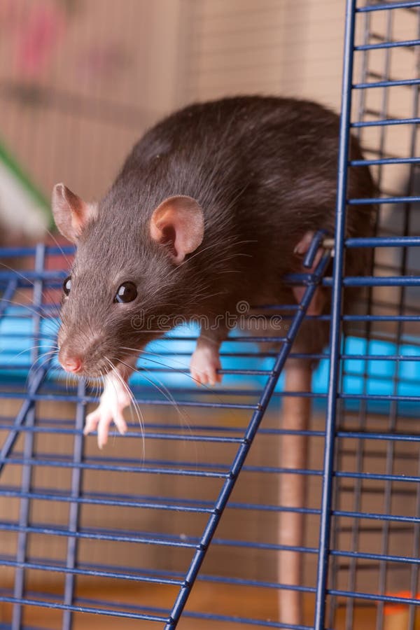 Black rat in cage closeup stock photo. Image of cute - 255611060