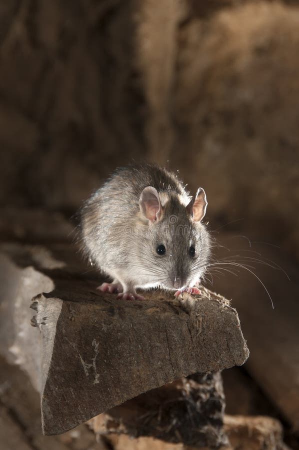 Black Rat or Field Rat Portrait in an Old Haystack, Rattus Rattu Stock ...