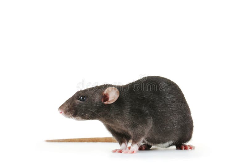 Black rat stock image. Image of animal, isolated, white - 173356785
