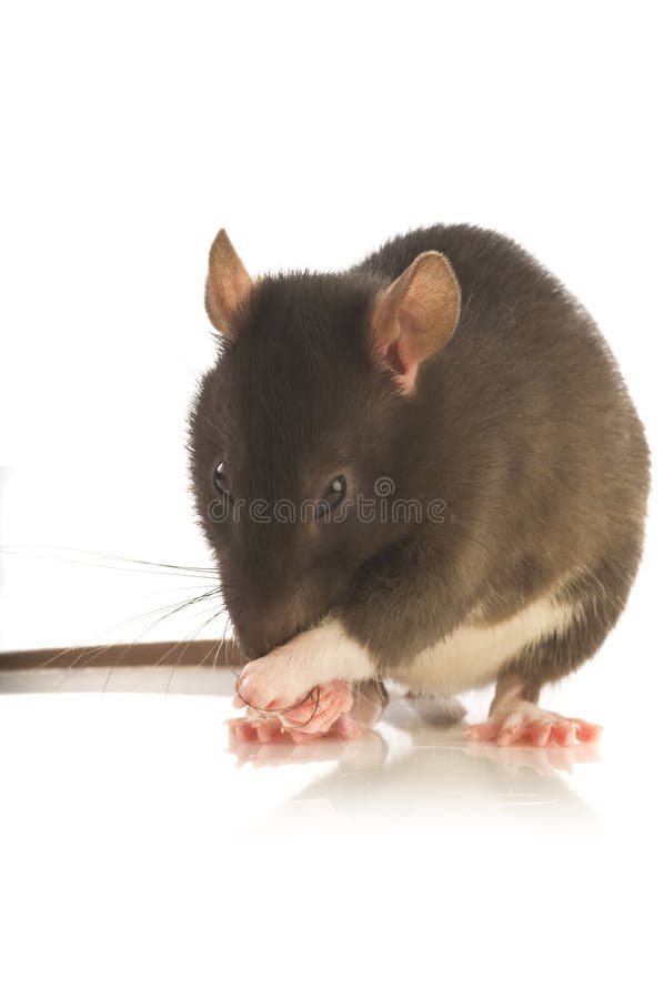 555 Lab Rat Black Stock Photos - Free & Royalty-Free Stock Photos from ...