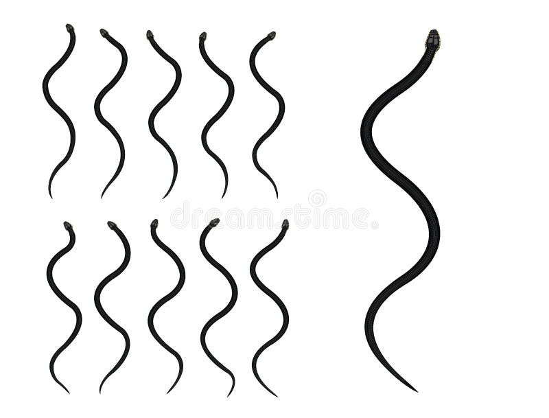 Black Rat Snake Animal Animation Sequence Cartoon Vector Stock Vector ...