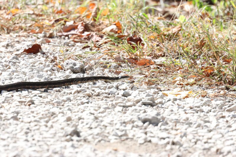 Black Rat Snake Crawling from Stone Surface To Orange Leaves and Grass ...