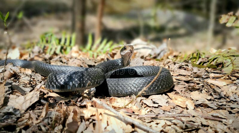 Snake Alert Sign stock image. Image of alert, rattlesnake - 61026967