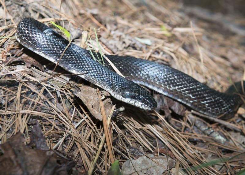 Black Rat Snake stock photo. Image of pines, hunting - 43148722