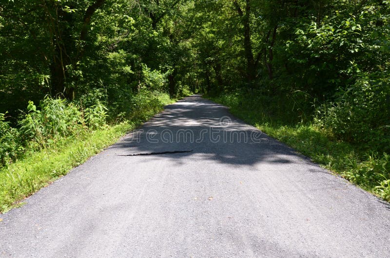 Black Rat Snake on Path in Forest or Woods Stock Photo - Image of ...