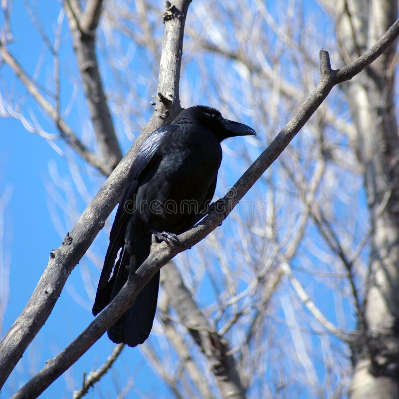 Black raven stock photo. Image of raven, animal, blue - 8942844