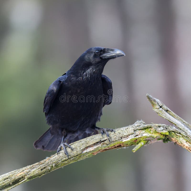The black raven bird stock photo. Image of bird, body - 359626708