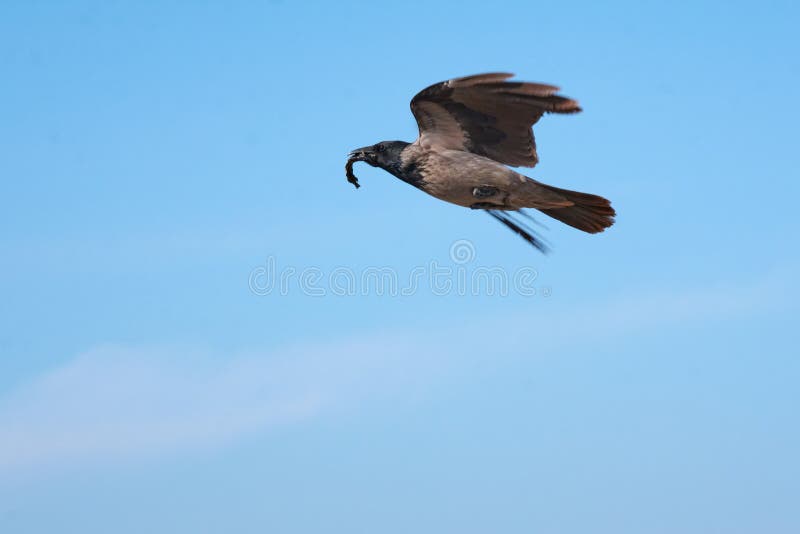 Black Raven Carrying Food in His Beak Stock Photo - Image of crow, bird ...