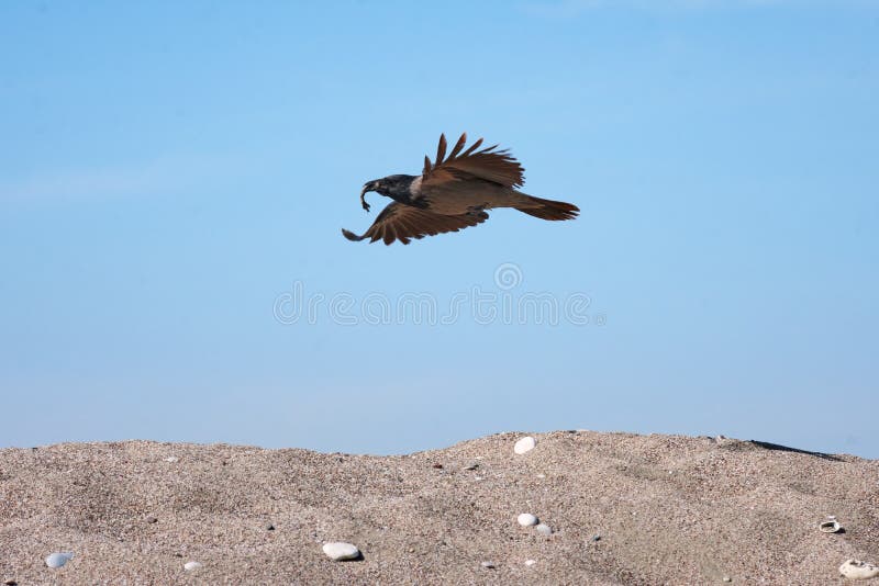 Raven Carrying a Gold Ring on Corvin Gate on St. George Square of Royal ...