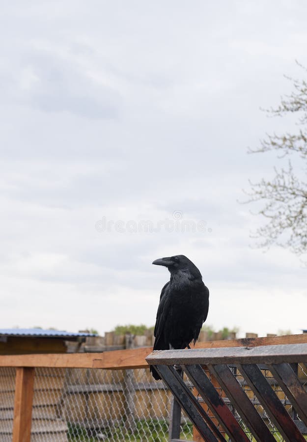 Black Raven. Corvus Corax Bird Stock Image - Image of outdoor, black ...