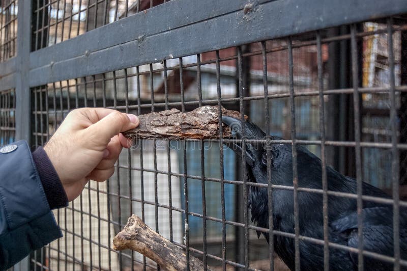 Black Raven Crow in the Cage Stock Image - Image of feather, outdoors ...