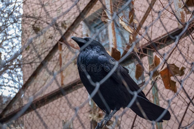Black Raven Crow in the Cage Stock Image - Image of standing, people ...