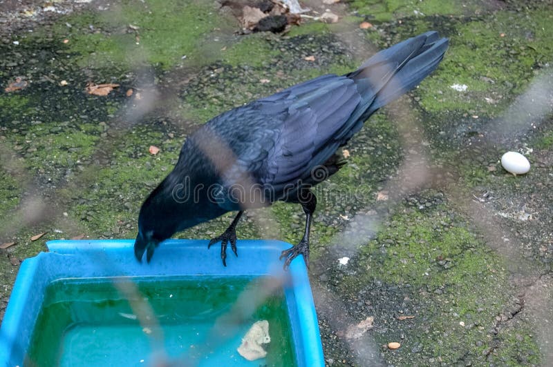 Black Raven Crow in the Cage Stock Photo - Image of raven, perching ...