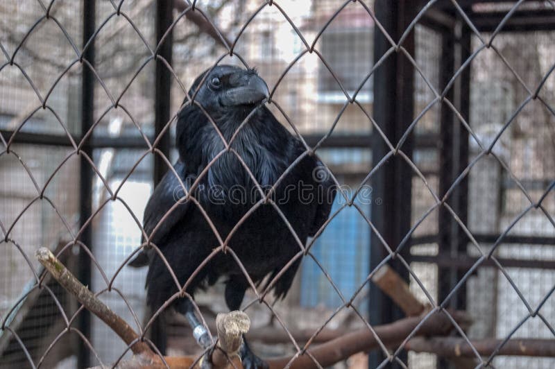 Black Raven Crow in the Cage Stock Image - Image of outdoors ...