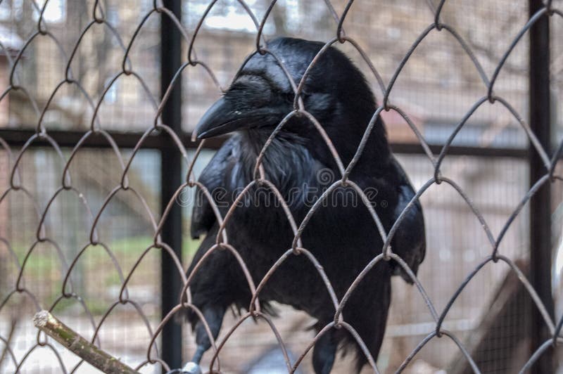 Black Raven Crow in the Cage Stock Image - Image of raven, people ...