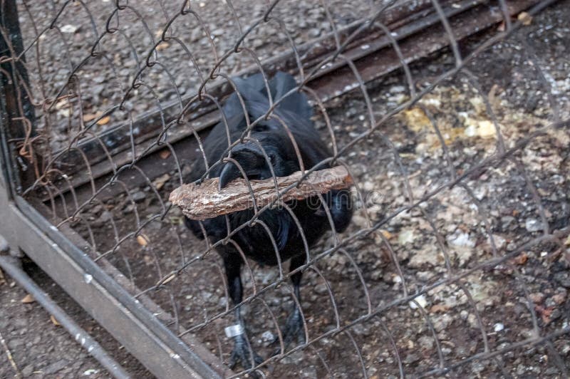 Black Raven Crow in the Cage Stock Photo - Image of beak, color: 230780784