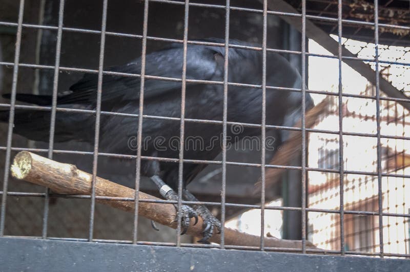 Black Raven Crow in the Cage Stock Photo - Image of color, body: 230780792