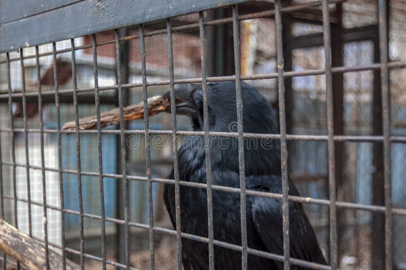 Black Raven Crow in the Cage Stock Image - Image of close, animal ...