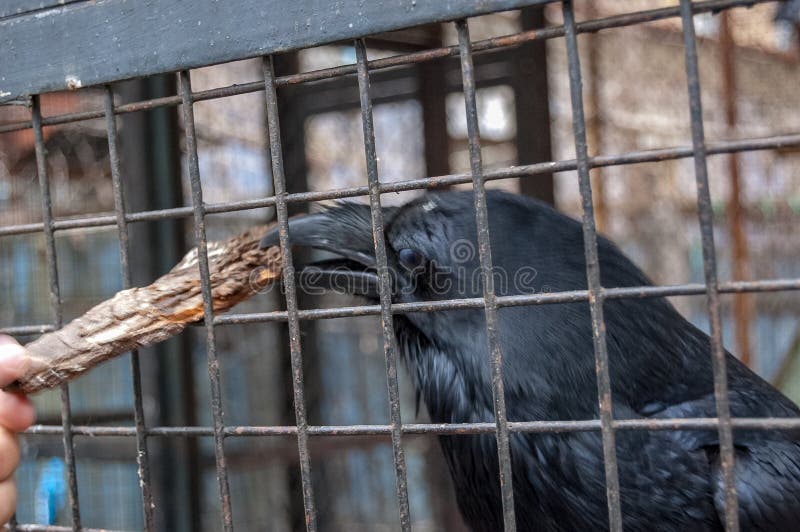 Black Raven Crow in the Cage Stock Image - Image of body, plant: 230780813