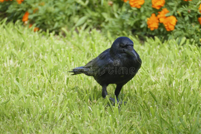 Black Raven, Crow Strutting in the High Grass, on a Meadow Stock Image ...