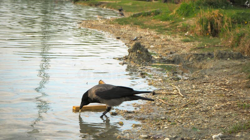 Raven Drinking Water from Drinking Fountain, Georgia Stock Image ...