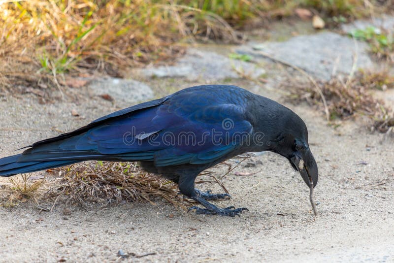 Raven Eating a Corpse of a Roadkill Bird, Standing on a Busy Public ...
