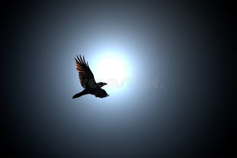 5,078 Flying Raven Stock Photos - Free & Royalty-Free Stock Photos from ...