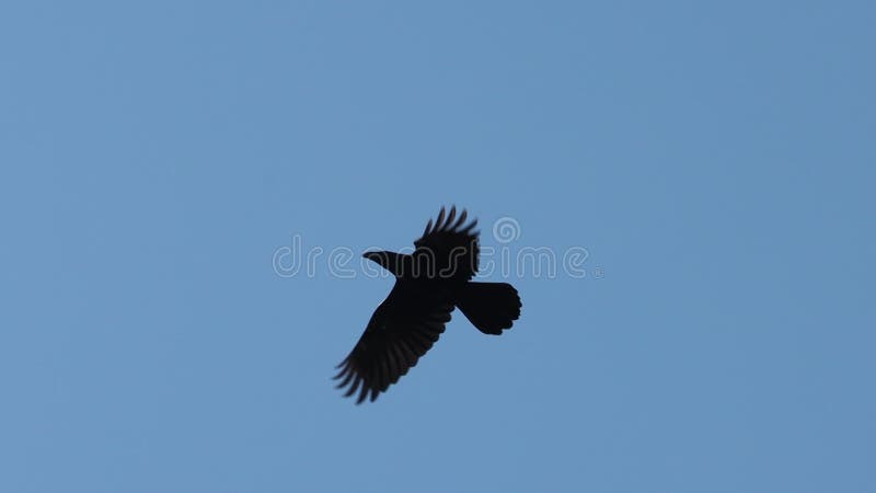 Black Raven Bird in Flight in Slow Motion, Common Raven Flying in Sky ...