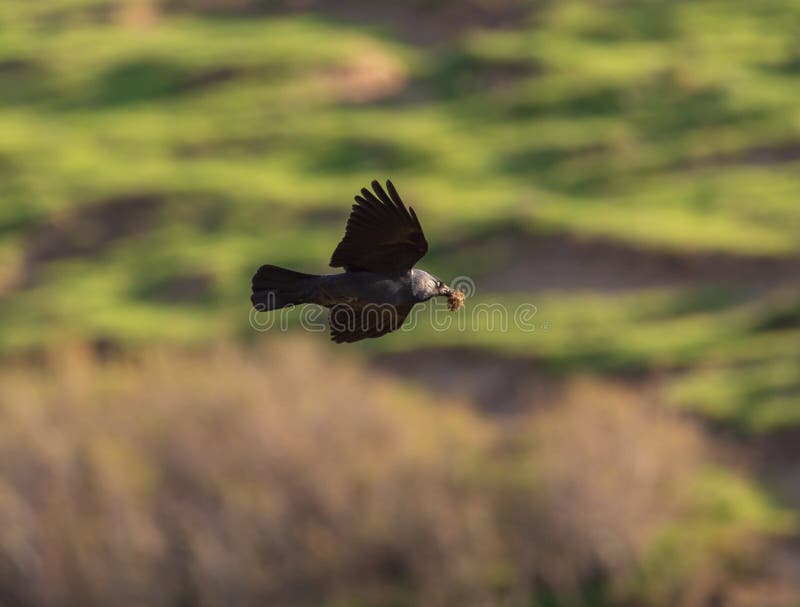 A Black Raven Flies Over a Field in Spring Stock Image - Image of ...
