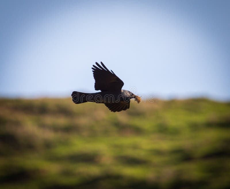 A Black Raven Flies Over a Field in Spring Stock Image - Image of field ...