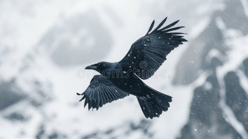 Black Raven in Flight Against a Snowy Mountain Background Stock ...