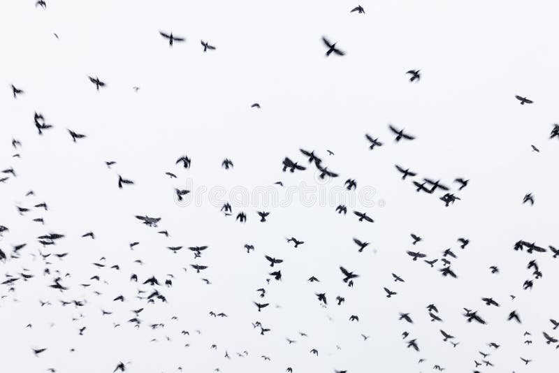 Black Raven Flock Flying in the Sky Stock Image - Image of crow, corvus ...