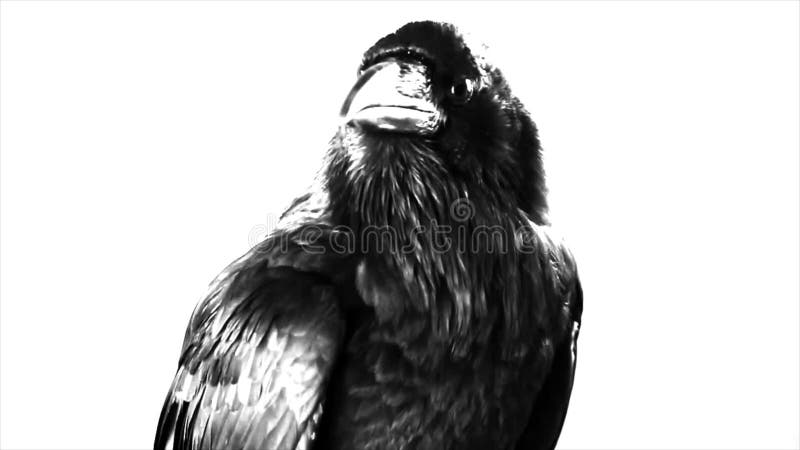 Black Raven Bird in Flight in Slow Motion, Common Raven Flying in Sky ...