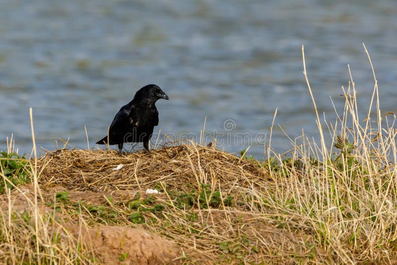 Raven on Ground in Winter Season Stock Photo - Image of birds, outdoor ...
