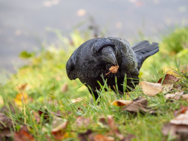 271 Raven Camera Photos - Free & Royalty-Free Stock Photos from Dreamstime