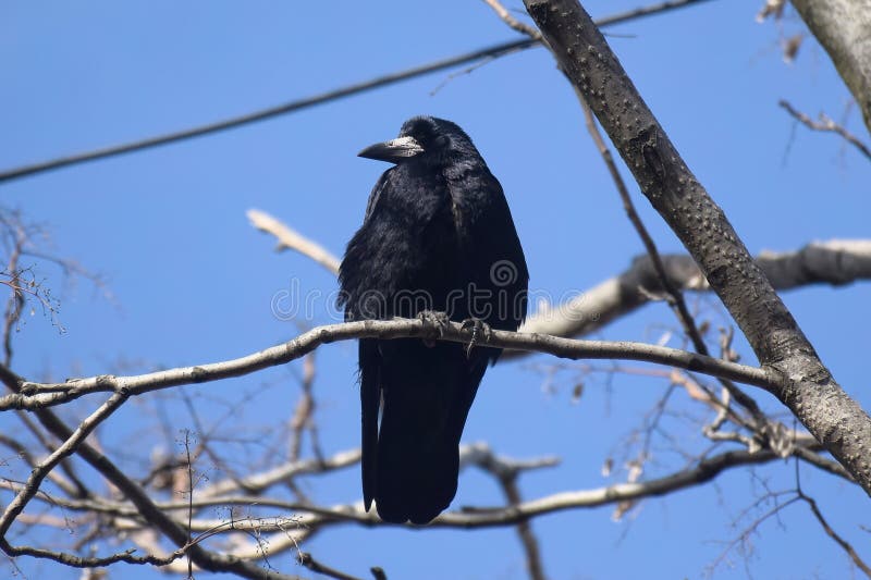 Black Raven in Moonlight Perched on Tree. Scary, Creepy, Gothic Setting ...