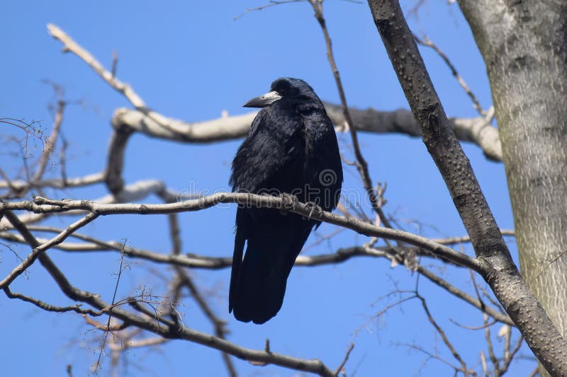 Black Raven in Moonlight Perched on Tree. Scary, Creepy, Gothic Setting ...
