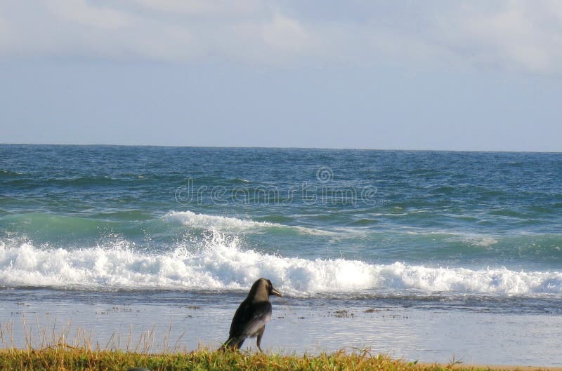 Black Raven on the Ocean Coast Stock Photo - Image of raven, coast ...