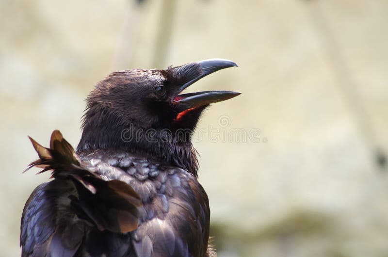 Black raven stock image. Image of looking, halloween - 62737573