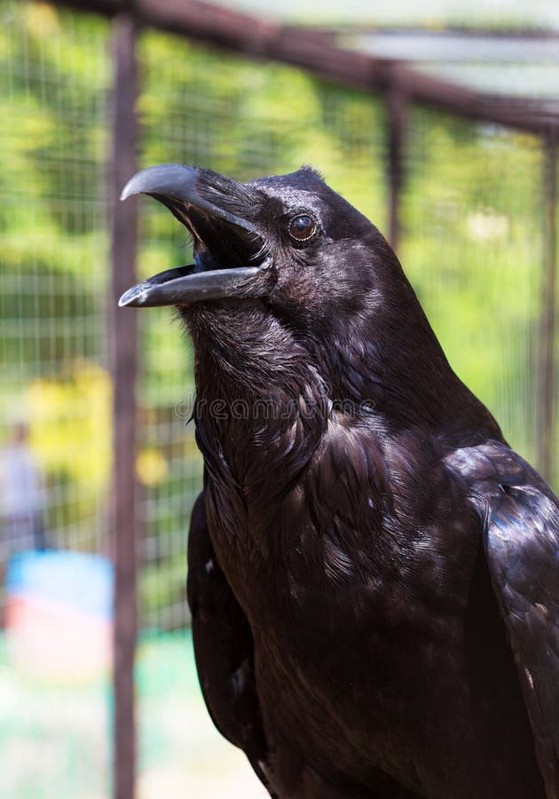 Black raven stock photo. Image of britain, landmark, black - 31968752