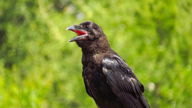 387 Raven Mouth Stock Photos - Free & Royalty-Free Stock Photos from ...