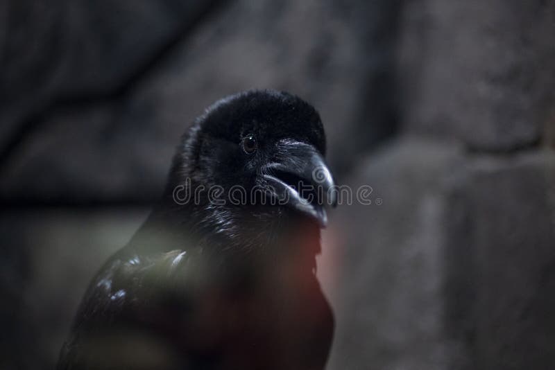 Black Raven Opened Its Beak Stock Photo - Image of darkness, beautiful ...