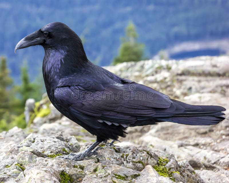 Black Raven Perched on Rocky Ledge with Distant Forest Backdrop during ...