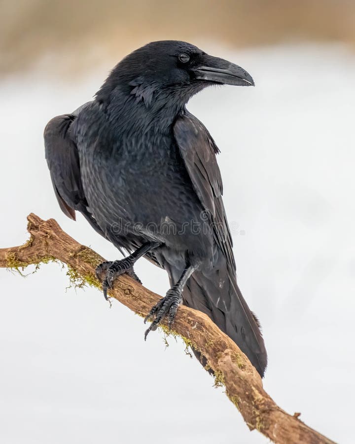 Black Raven Perched on a Tree Branch Stock Image - Image of perching ...