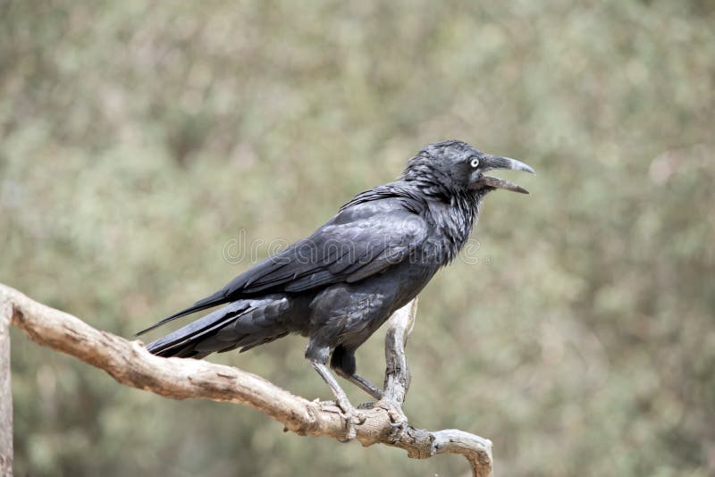 The Black Raven is Perched on a Tree Branch Stock Photo - Image of ...